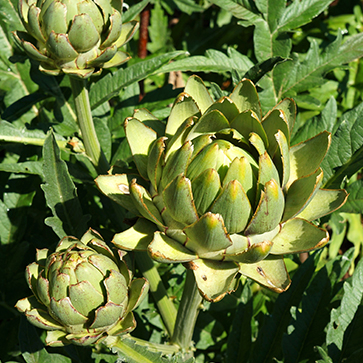 how to make artichoke leaf extract