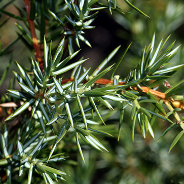 Cade Face Cleanser | L'OCCITANE UK