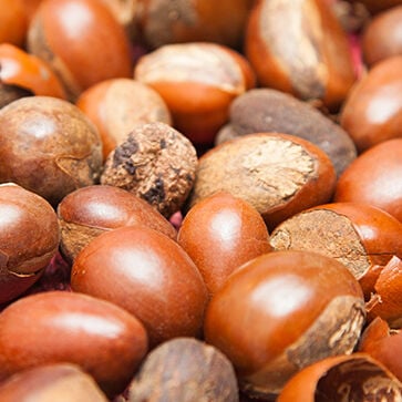 Shea Fabulous Oil |Nourishing Shea Butter | L'OCCITANE UK