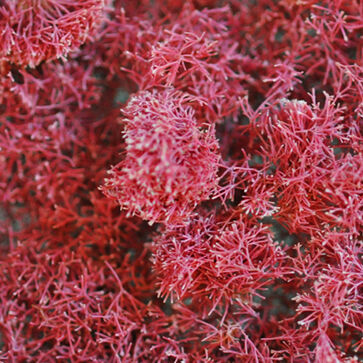 Advanced Anti-Ageing Divine Harmony Serum | L'OCCITANE UK