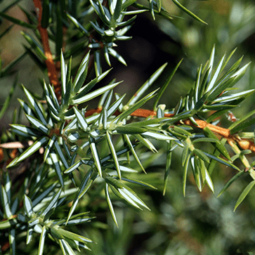 Cade After Shave Balm - Men's Skincare | L'OCCITANE UK