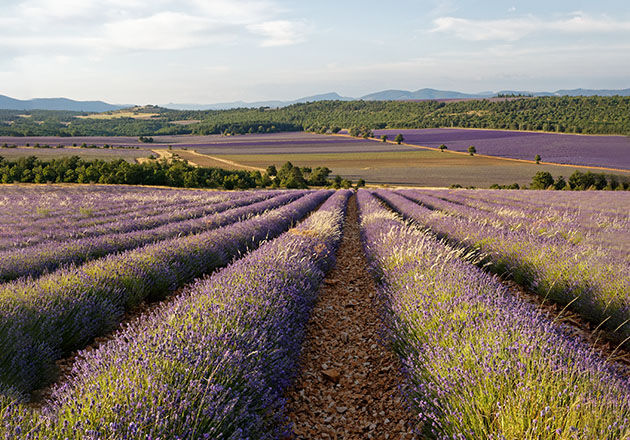 Our Organic Lavender Ingredient | L'OCCITANE UK