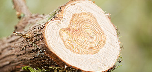 Cade Wood - Juniper Oil - Natural Ingredients | L'OCCITANE UK