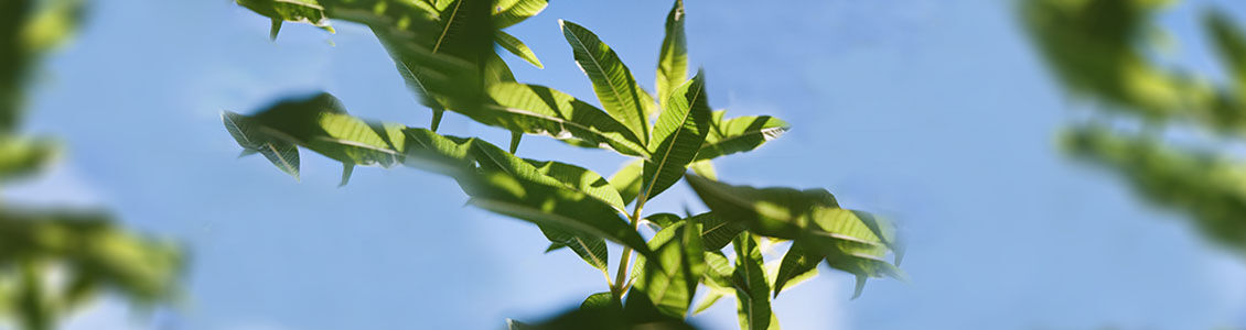 Verbena | Natural Ingredients Verbena Extract | L'OCCITANE UK