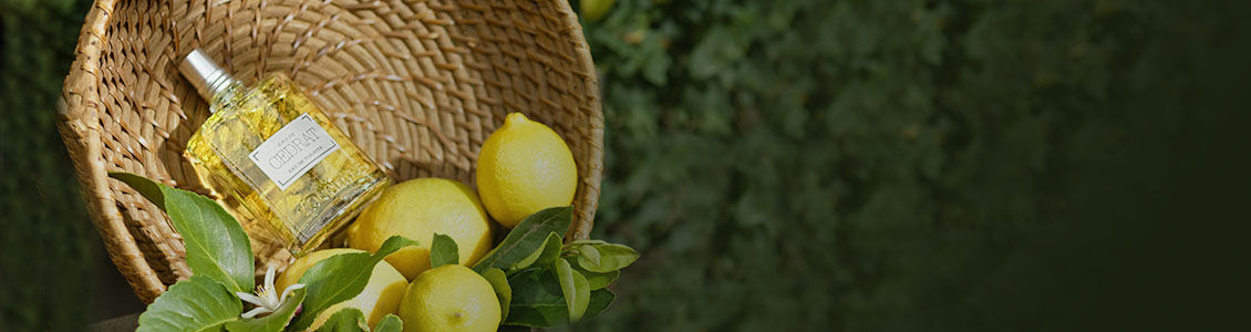 Natural ingredients | Cédrat | L'OCCITANE UK