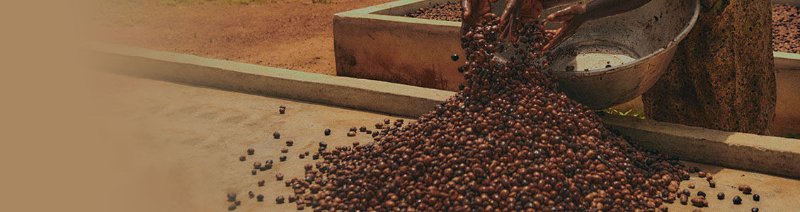 Where Does Our Shea Butter Come From? | L'OCCITANE UK