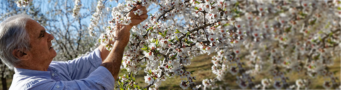 Almond | Our Almond Producer | L'OCCITANE UK