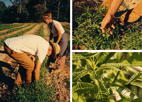 Classic Verbena Products | Verbena Care | L'OCCITANE UK