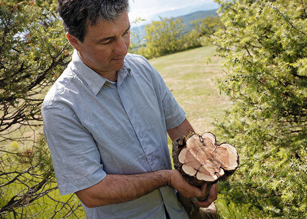 Cade Wood - Juniper Oil - Natural Ingredients | L'OCCITANE UK