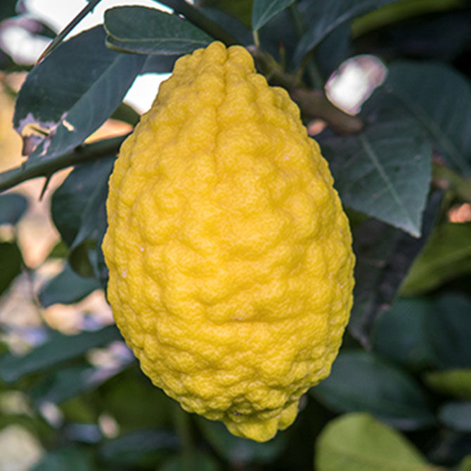 Cédrat - Natural Ingredient for Men | L'OCCITANE UK